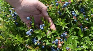 Starting a Berry Farming Operation