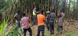 How to Start a Successful and Sustainable Bamboo Farming.