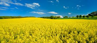 How to Start a Canola Farming Operation: Step-by-Step Guide
