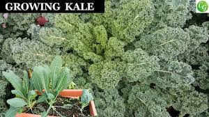 How to Start a Kale (Collard Greens) Farming Operation now