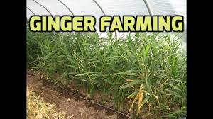 Master the Art of Ginger Farming: Your Guide to Start Now