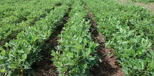 How to Start a Groundnut Farming Operation: Step-by-Step Guide