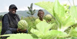 The Art of Watermelon Farming: Guide to Success & Profit