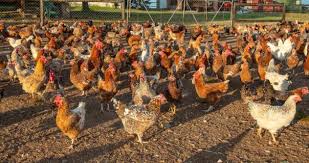 How to Start a Free-Range Chicken Farming Operation Today?