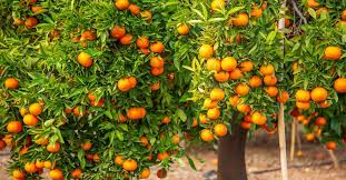 How to Start a Clementine Farming Operation?