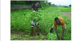 How to Succeed in Cleome Farming: A Comprehensive Guide