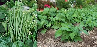 How to Start a Bush Bean Farming: Expert Tips and Strategies
