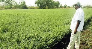 How to Start a Chickpea Farming Business: Step-by-Step Guide"