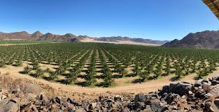 How to Start a Date Fruit Farming Operation: Expert Guide