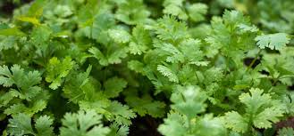 How to Start Organic Coriander Farming : Complete Guide