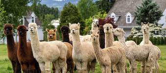 Start Successful Alpaca Farming: Get Your Expert Guide Now!