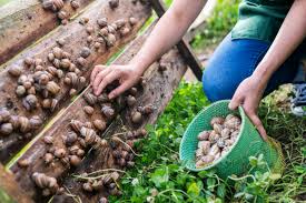 Unlock the Secrets to Snail Farming: Your Heliculture Guide"